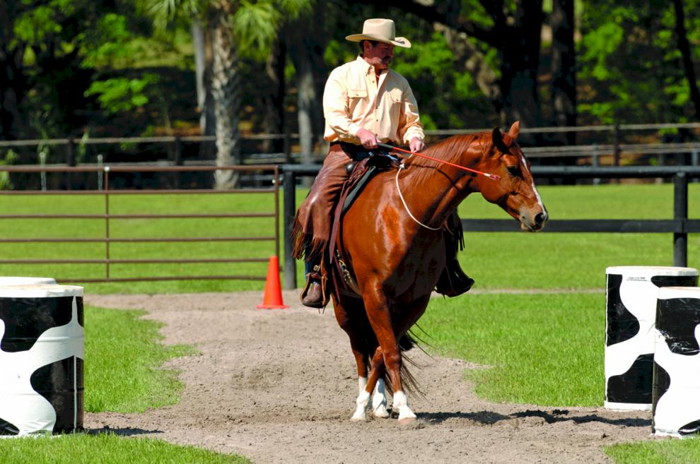 Weetjes over Parelli • Parelli Team Belgium